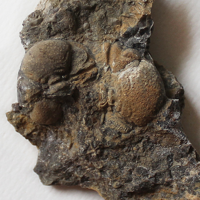 fossil-alma-silur-tkphaco